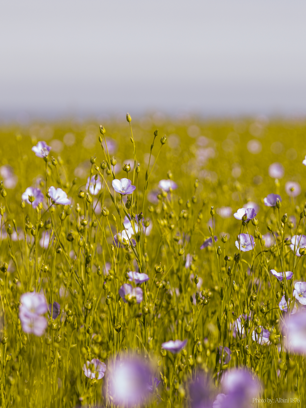 ecologyst - Premium natural clothing made in North America