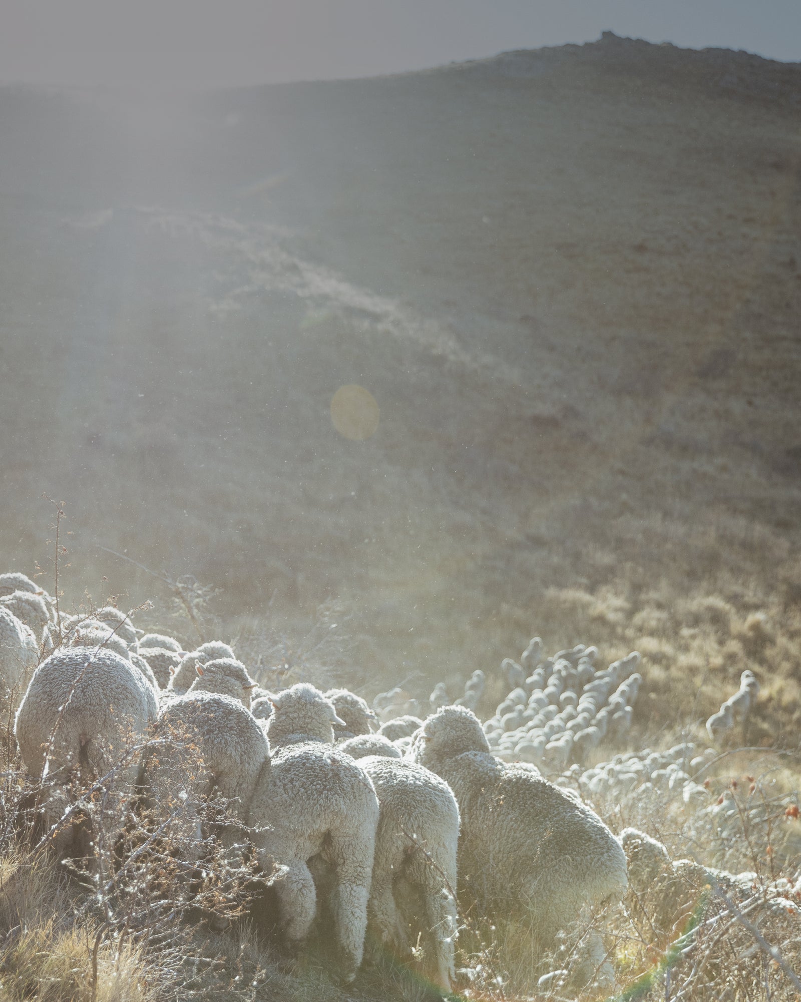 ecologyst - Premium natural clothing made in North America